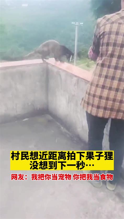 村民想近距离拍下果子狸，没想到下一秒 直播吧