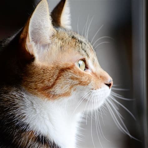 Understanding Cat Asthma And Other Feline Respiratory Issues Paradise