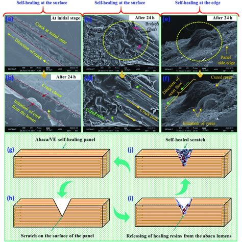 A D Initial Self Healing Of Cracked Surface And After 24 H Ef Download Scientific Diagram