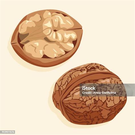 Walnuts In Shell And Without It Walnut Kernel Stock Illustration Download Image Now Baking