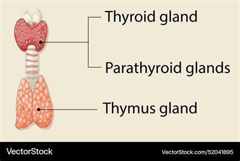 Diagram Of Thyroid Parathyroid And Thymus Glands Vector Image