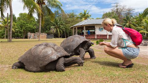 La Especie De Tortuga Más Grande Del Mundo Especies De Tortugas