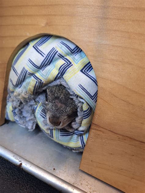 Hazel Liberty Wildlife