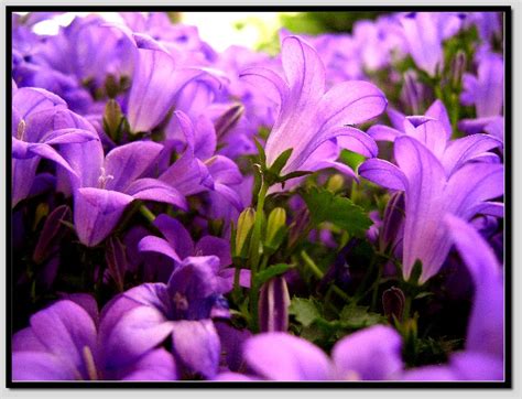 Lila Blumen Foto & Bild | x-archiv projekte naturchannel, naturprojekte ...