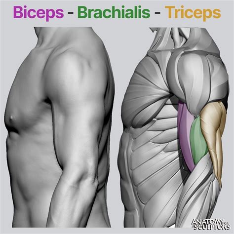 Muscles Of The Upper Arm Anatomy For Sculptors Human Muscle Anatomy