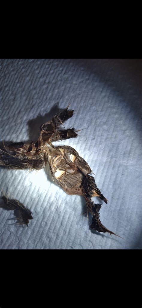 Sexing My Tarantula Rtarantulas Sexing My Tarantula Rtarantulas