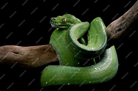 Serpent Python Arbre Vert Sur Branche Prêt à Attaquer Photo Gratuite