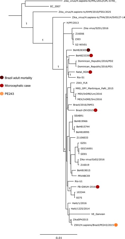 Bayesian Maximum Clade Credibility Tree Generated From Coding Sequence