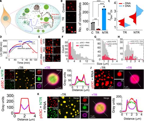 Nucleo Cytoplasmic Environment Modulates Spatiotemporal P53 Phase Separation Pmc