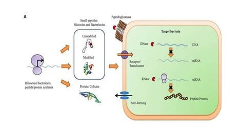General Introduction And Applications Of Bacteriocins Pptx