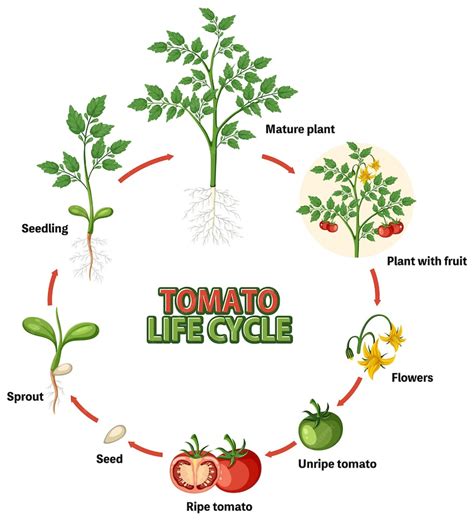 Premium Vector Life Cycle Of A Tomato Plant Diagram