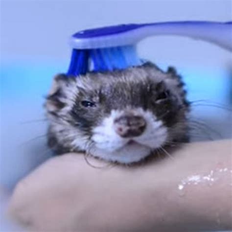 Daniel Dupriest Youtube