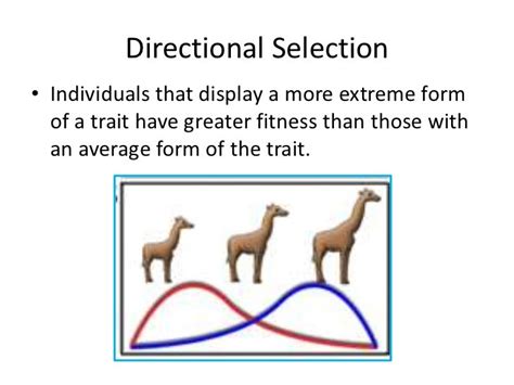 Directional Selection Example In Humans At Justin Dale Blog
