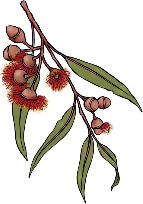 Beccys Place Gumnut Blossoms