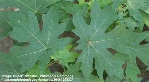 Maple Trees Types Leaves Bark Identification Guide Pictures