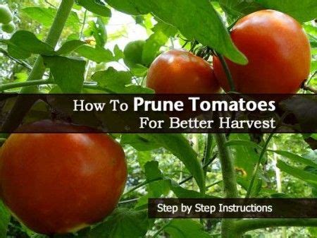 How To Prune Tomatoes For Maximum Yield Tomato Garden Growing