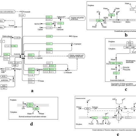 A Prediction Of Nitrogen Metabolic Pathway For Lelliottia Amnigena