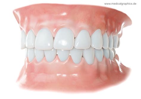 Normal Bite Medicalgraphics