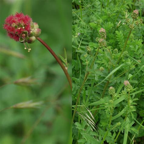 Sanguisorba Minor