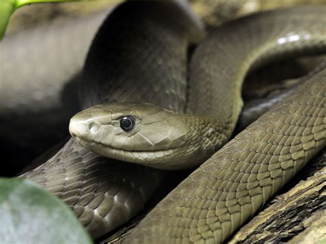 Black Mamba Black Mamba Snake Facts Dangerous Animals