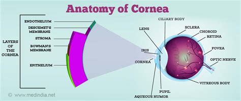 Cornea Anatomy Diagram Structure Of Cornea Clearvision Eye Clinic