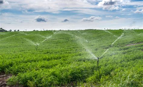 Smart Irrigation Systems Conserve Water In Horticulture Agrisay