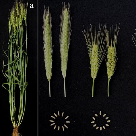 Morphological Traits Of Wheat Rye Chromosome Addition Line Wr35 And Its
