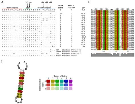 Nucleotide Sequences And Prevalence Of 20 Different Stem Loop Variants Download Scientific