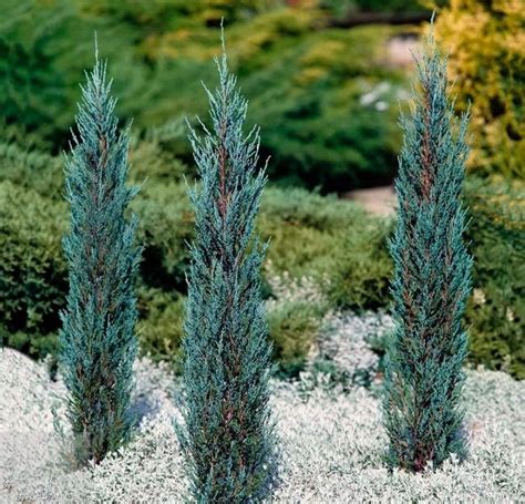 Можжевельник Блю Эрроу фото и описание сорта, отзывы | Cactus plants ...