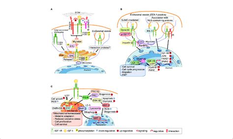 Igf 1r Trafficking Routes And Signaling To The Mitochondria And From Download Scientific