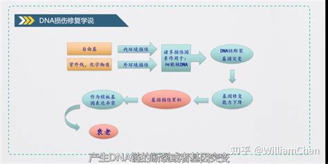抗衰老 衰老生物学(四川大学) Dna损伤修复学说 知乎 抗衰老 衰老生物学(四川大学) Dna损伤修复学说 知乎
