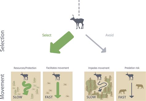 Predation Examples In Animals