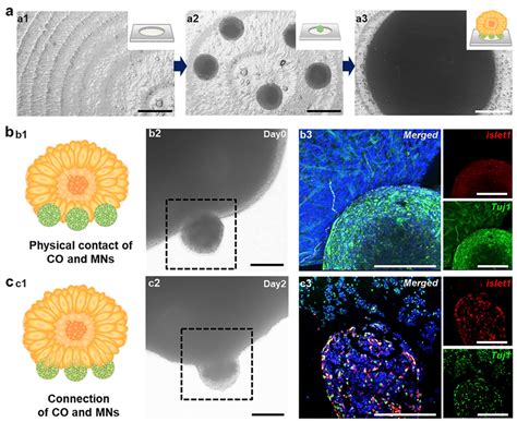 Formation Of Ebsa A Phase Image Of Each Step Of Assembloid