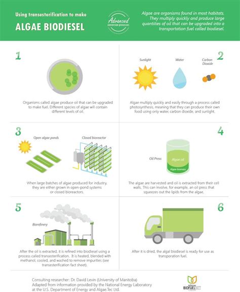 How Algae Biodiesel Is Made Transesterification Process