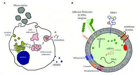 Biogenesis And Composition Of Extracellular Vesicles A Diagram Download Scientific Diagram