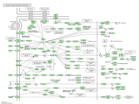 Kegg Pathway Human Papillomavirus Infection Homo Sapiens Human