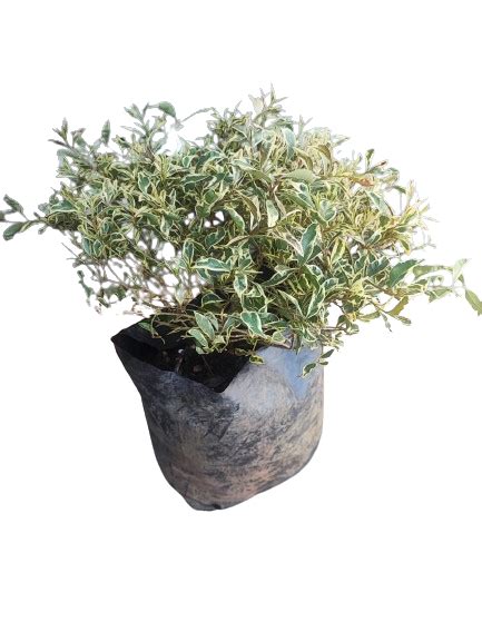 Syzigium Paniculatum Varigata Triocolour Ball 10l Gardenvale