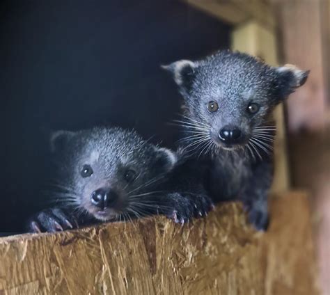 Conservation Projects Beale Wildlife Park