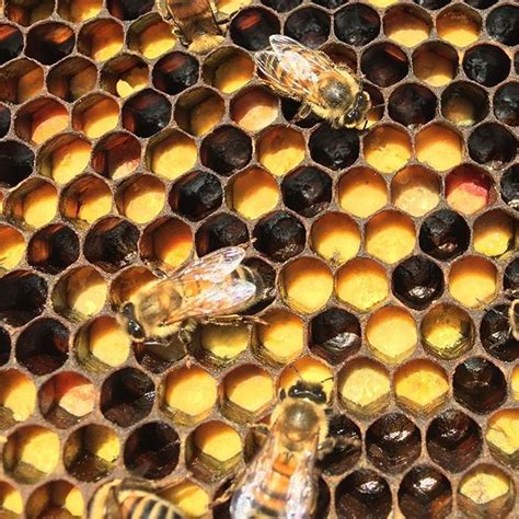 Bee Bread The Fermented Food Of Bees