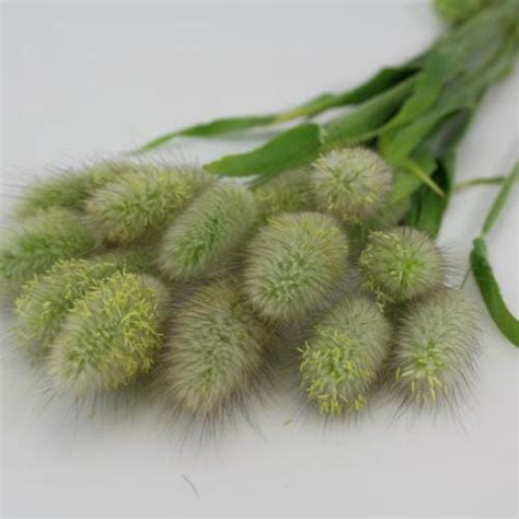 Assorted Fancy Grasses 6 Bunches Wholesale Blooms By The Box