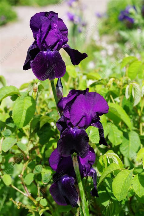 Iris Sable Stock Image C056 3476 Science Photo Library