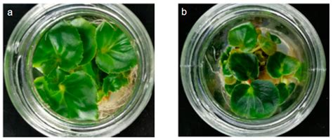 Polyploid Induction And Identification Of Begonia × Benariensis