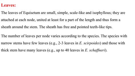 Equisetum Structural Development Reproduction Pptx