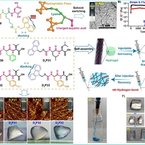 A Chemical Structure And Tem Image Of The Dipeptide Hydrogelator Download Scientific Diagram