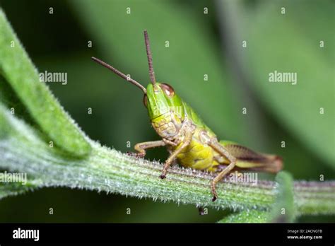 Nymphal Stage Of A Meadow Grasshopper Chorthippus Parallellus With