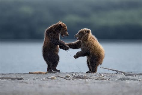 30 Hilarious Photos From The Comedy Wildlife Photography Awards