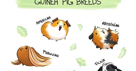 Furry Potatoes