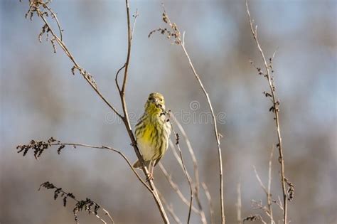 European Serin Or Serinus Serinus Small Yellow Bird Sitting On The