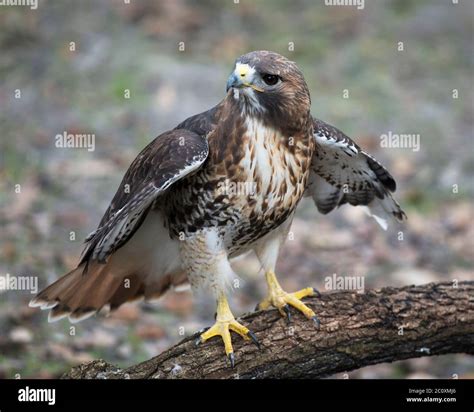 Red Tailed Hawk Wings