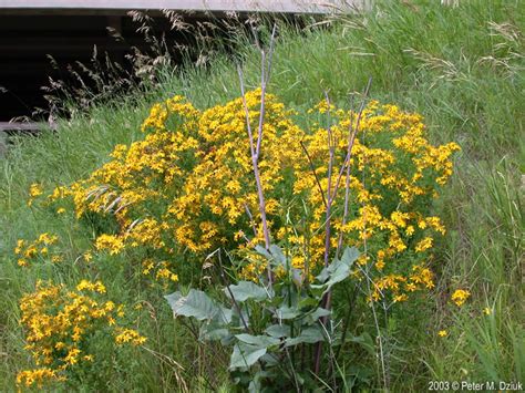 Hypericum Perforatum Common St Johnswort Minnesota Wildflowers